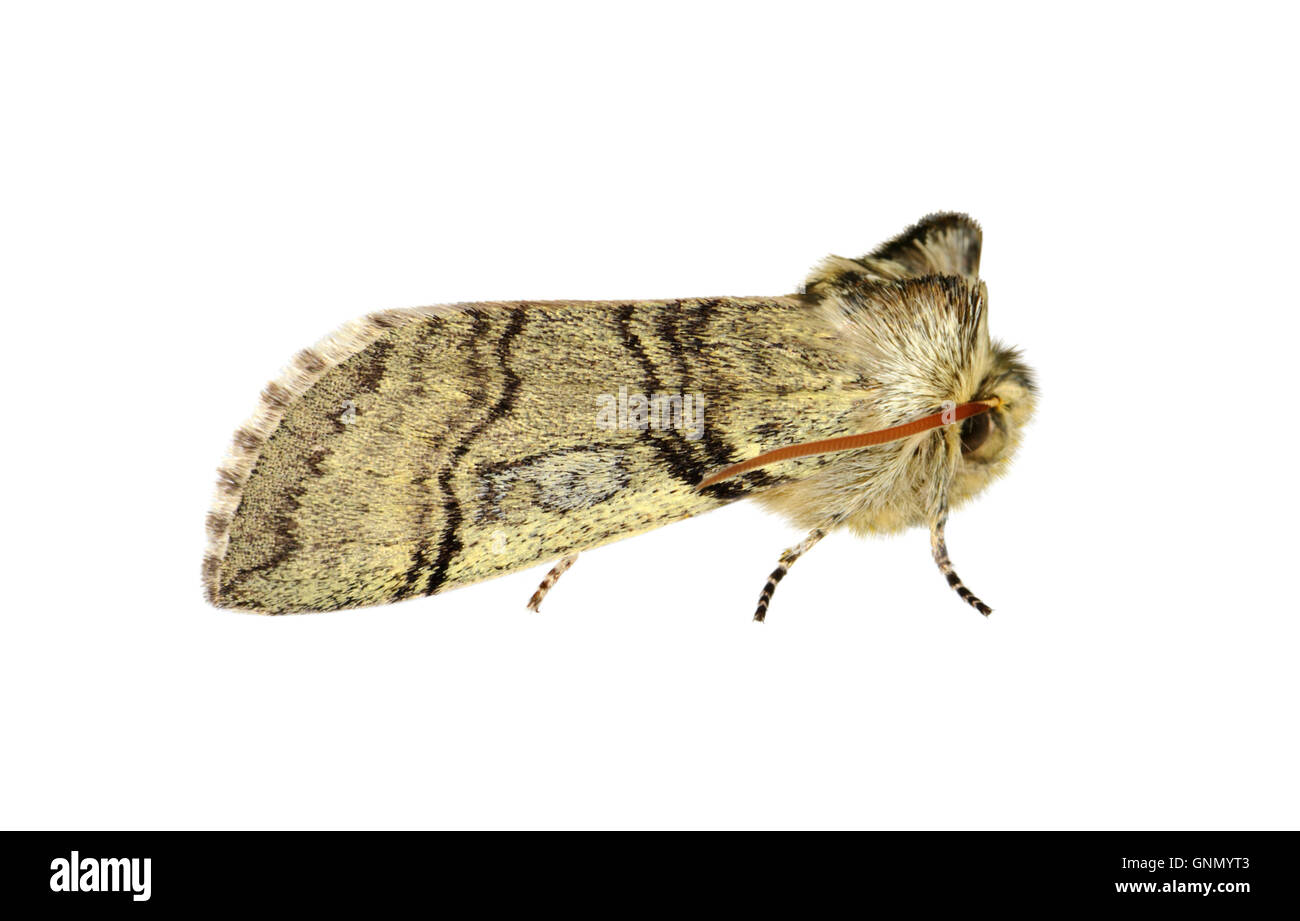 Horned moth hi-res stock photography and images - Alamy