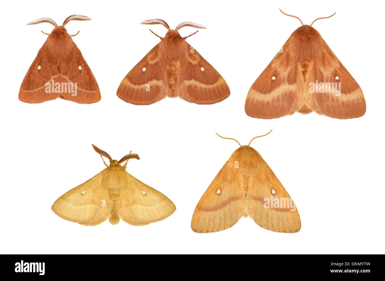 Pale eggar moth Cut Out Stock Images & Pictures - Alamy