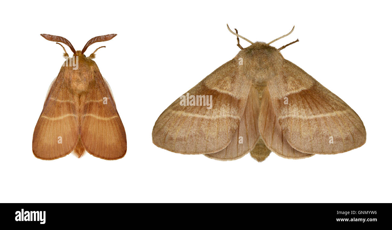 Fox moth hi-res stock photography and images - Alamy