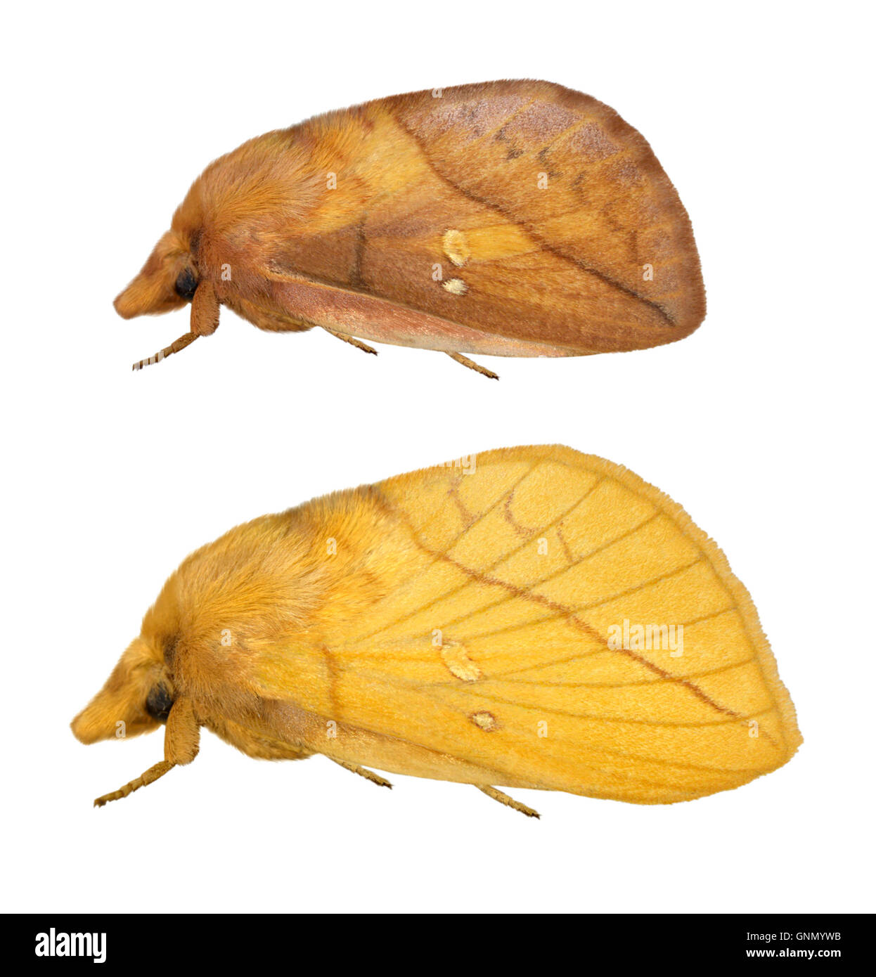 Drinker Cut Out Stock Images & Pictures - Alamy