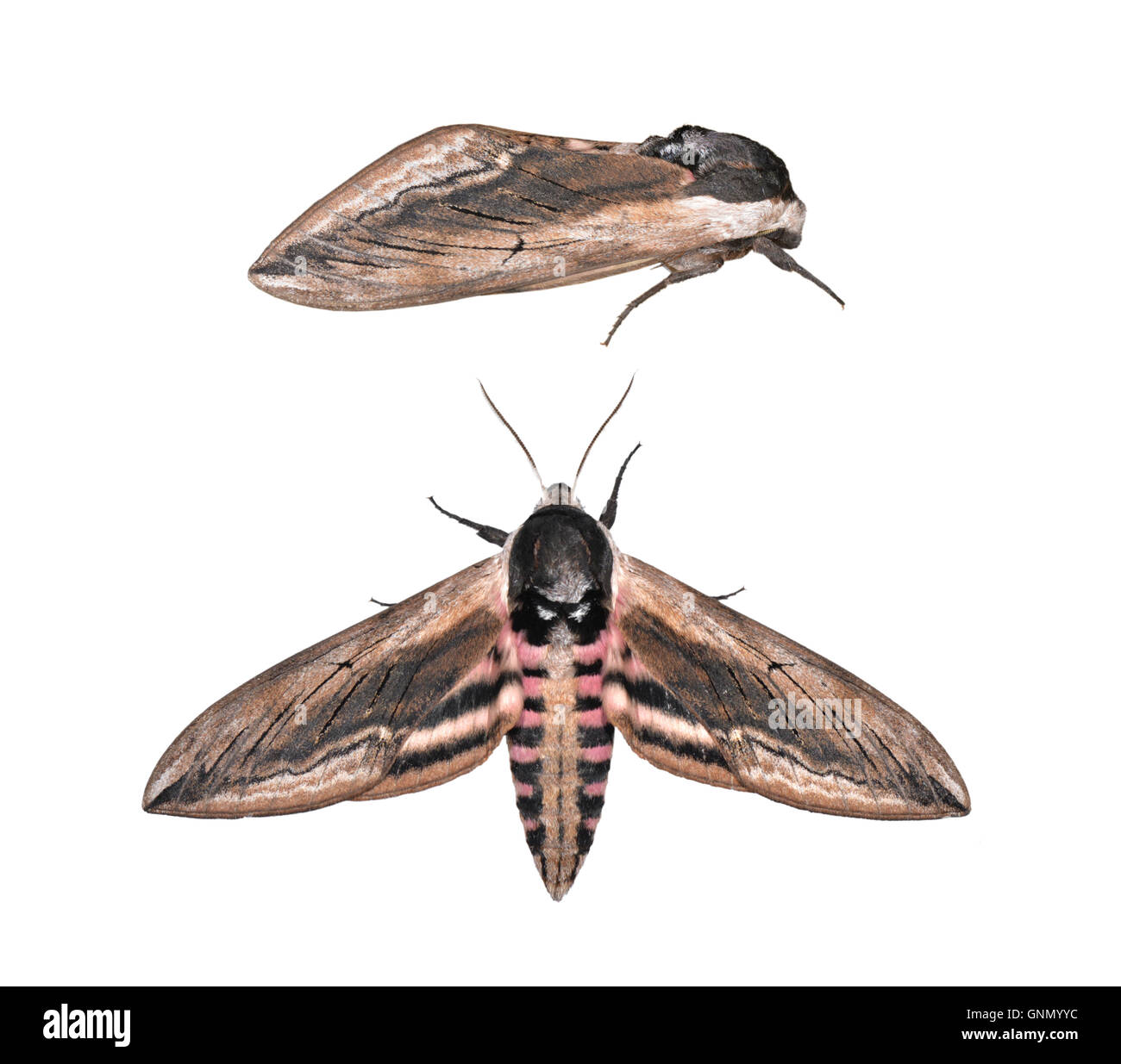 69.006 (1976) Privet Hawk-moth - Sphinx ligustri Stock Photo - Alamy