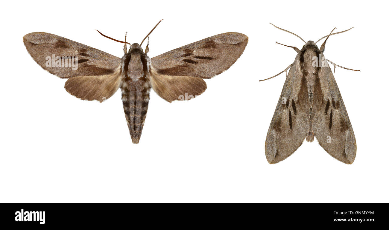 69.007 (1978) Pine Hawk-moth - Hyloicus pinastri Stock Photo - Alamy