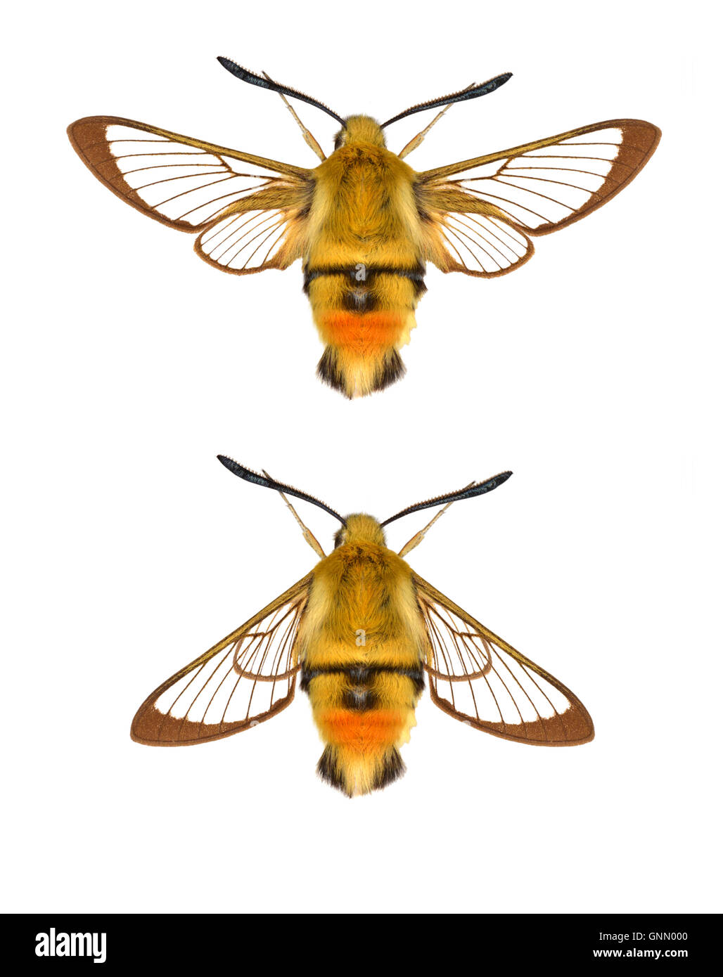 Narrow wing moth hi-res stock photography and images - Alamy