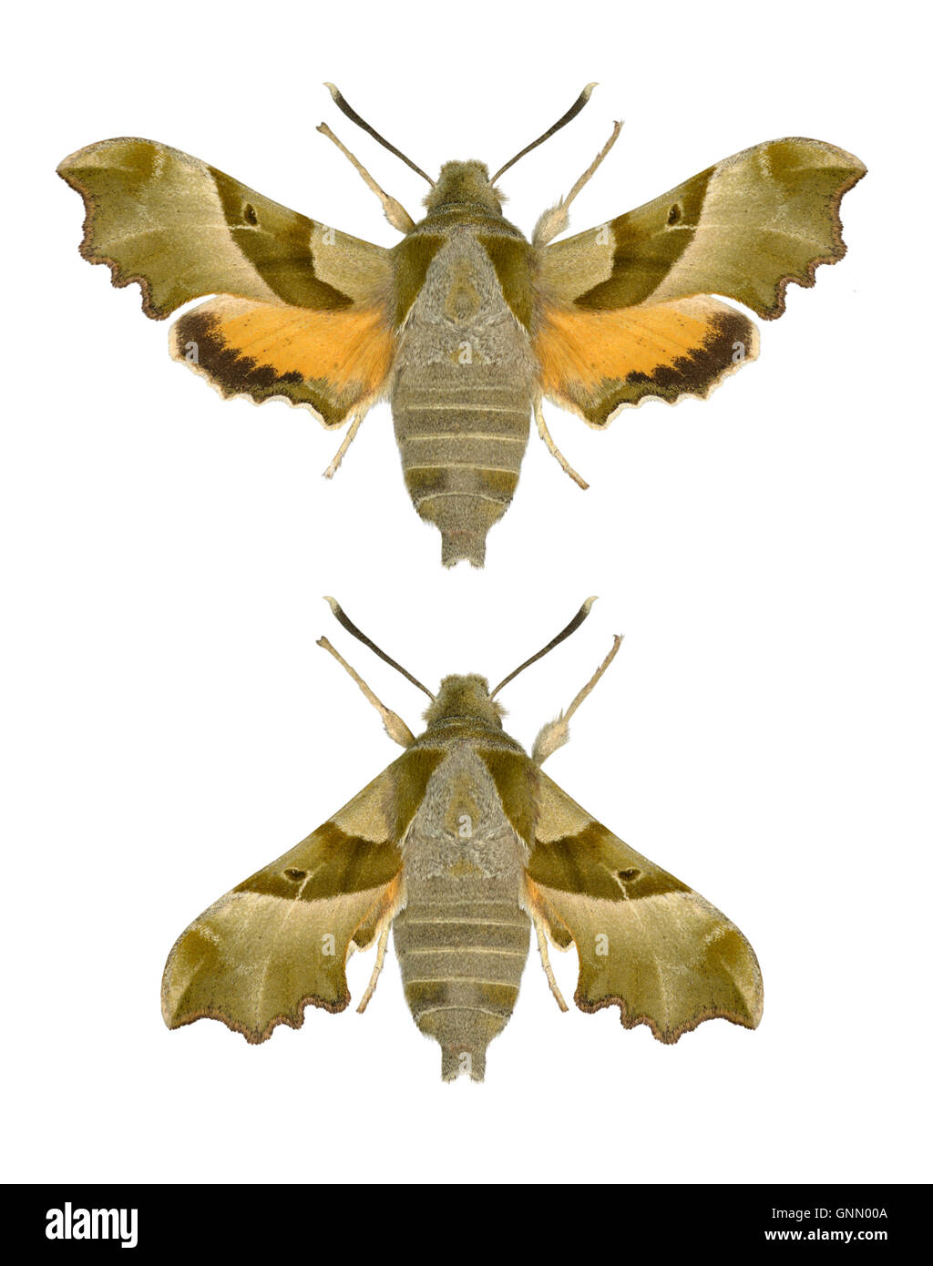 British hawk moths Cut Out Stock Images & Pictures - Alamy