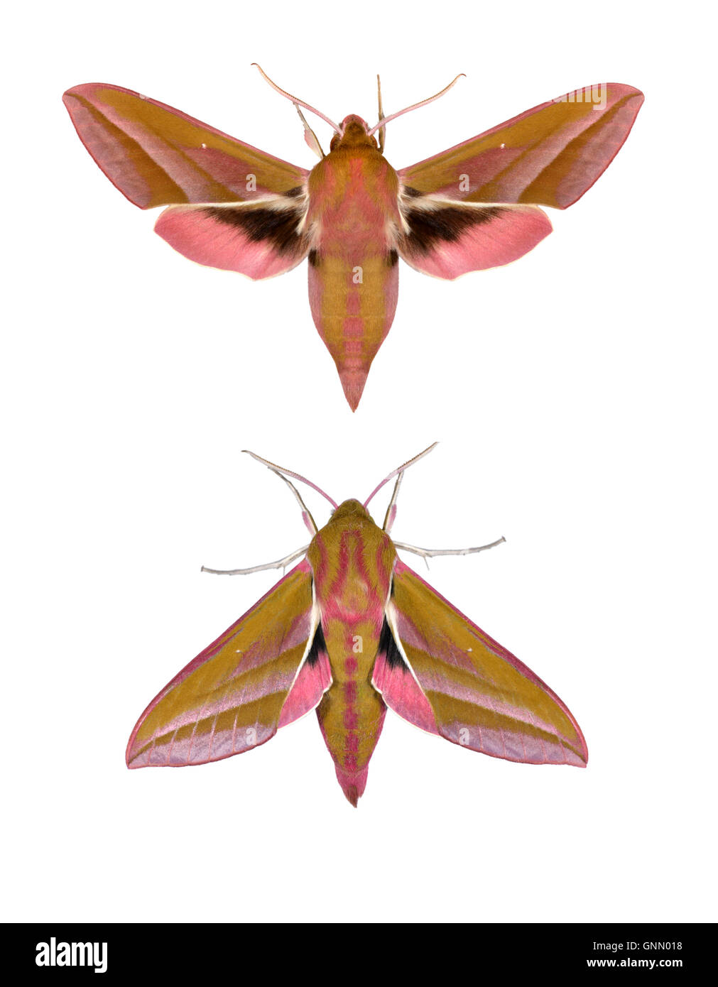 69.016 (1991) Elephant Hawk-moth - Dielepis elpenor Stock Photo - Alamy