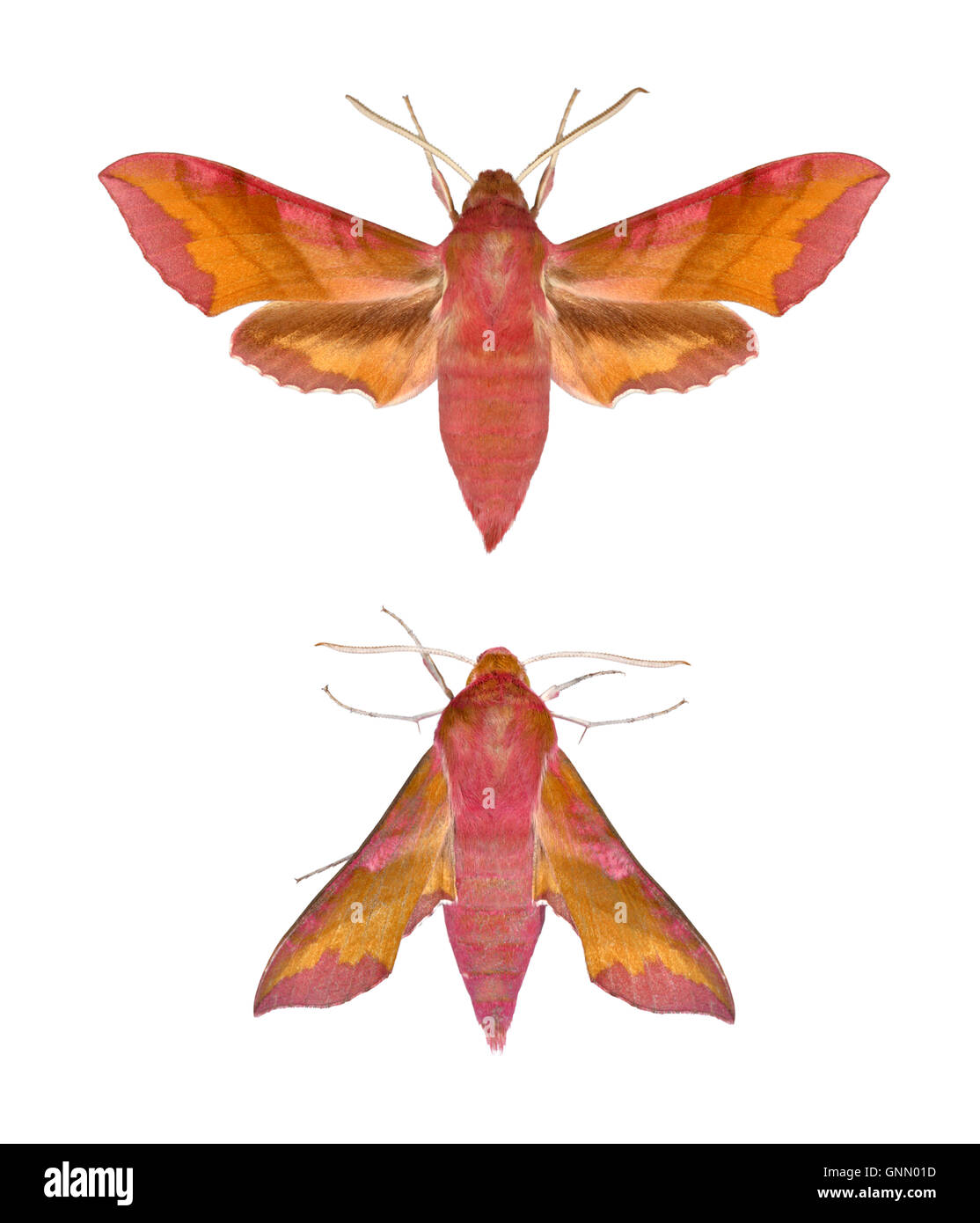 Elephant hawk moth white background hi-res stock photography and images ...