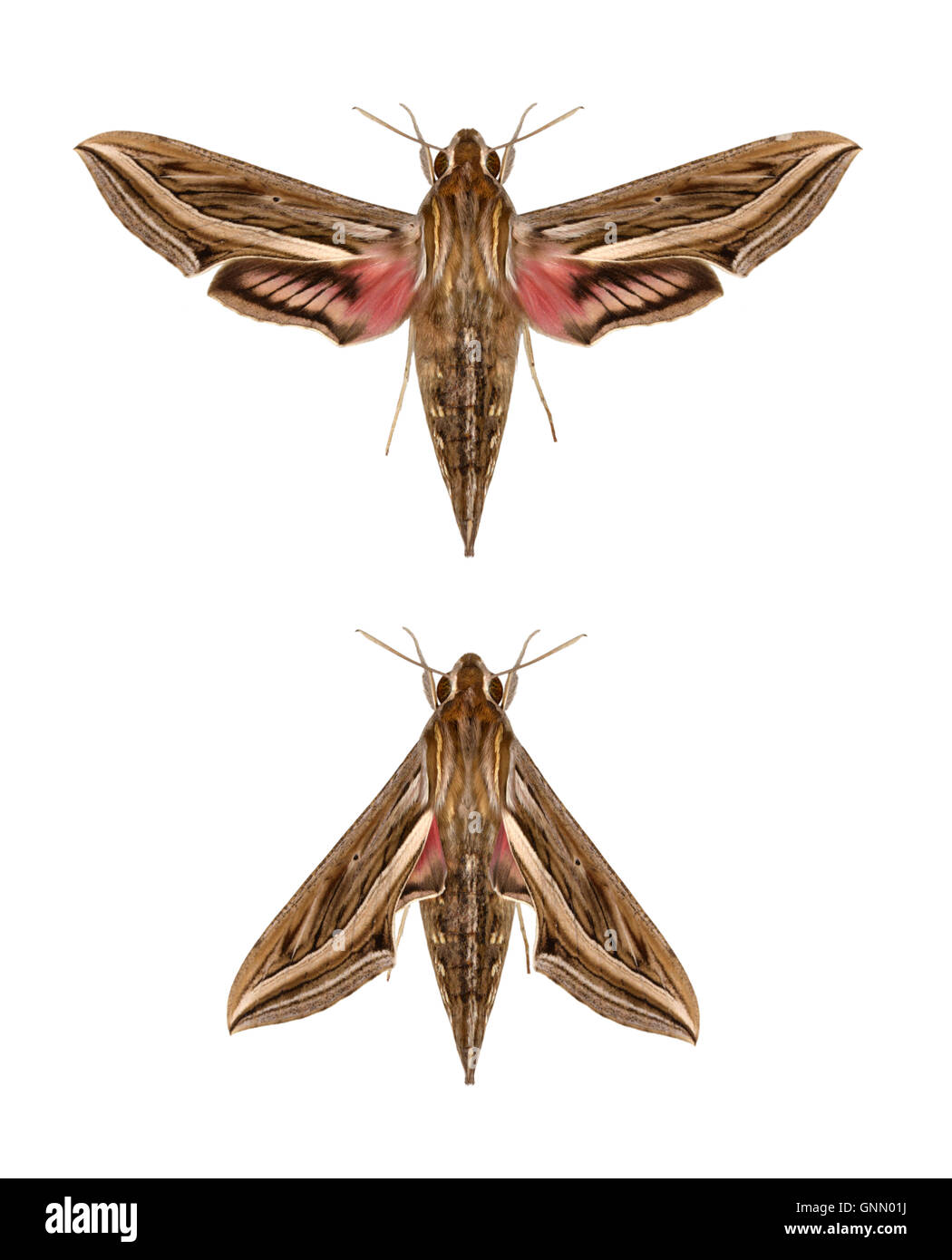 69.018 (1993) Silver-striped Hawk-moth - Hippotion celerio Stock Photo ...