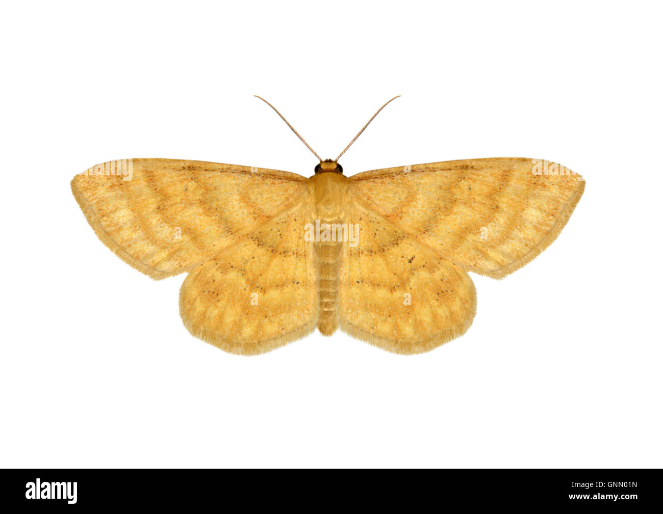 Idaea serpentata hi-res stock photography and images - Alamy