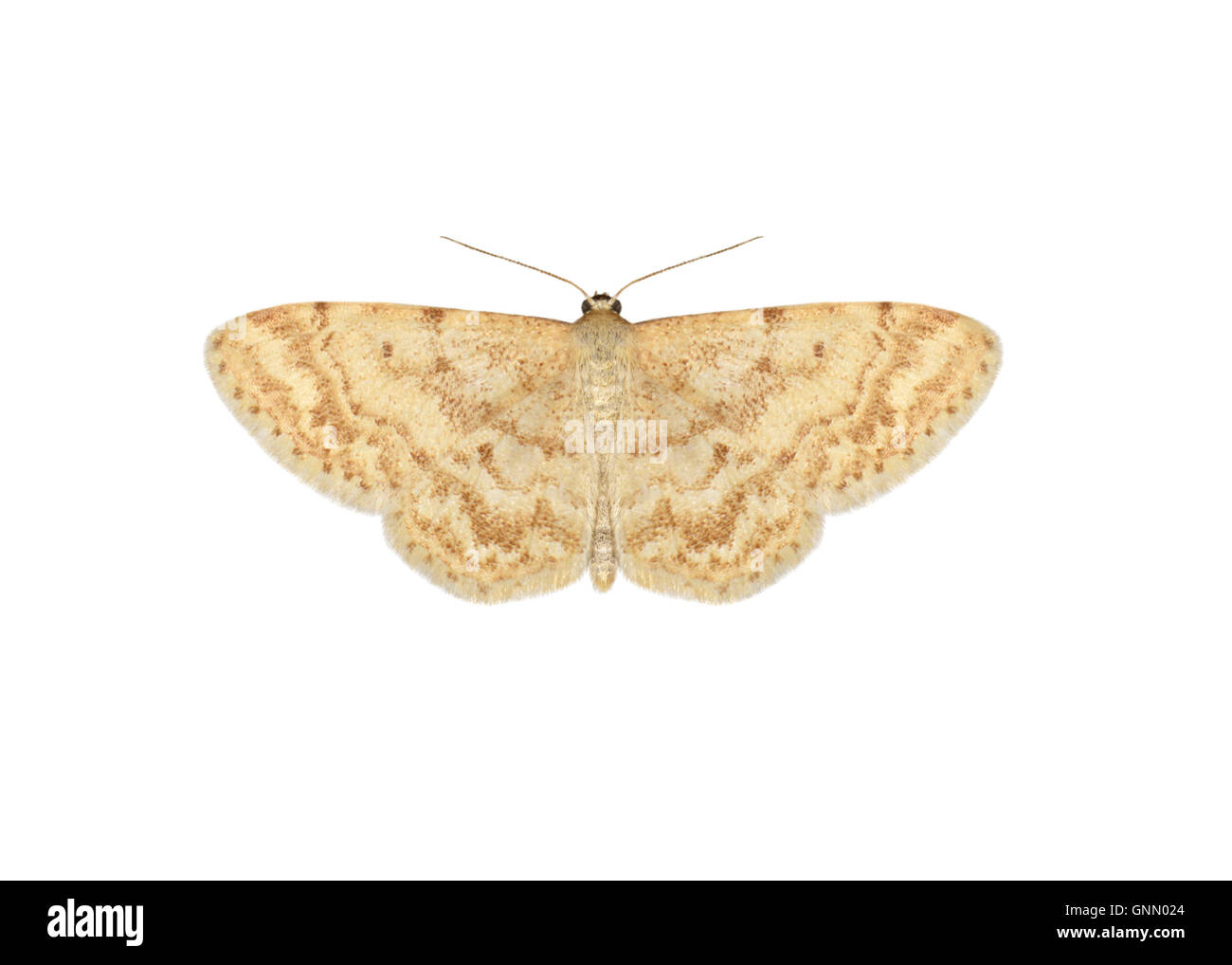 Inquinata High Resolution Stock Photography and Images - Alamy