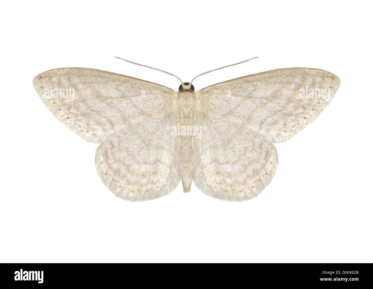 White satin moth hi-res stock photography and images - Alamy