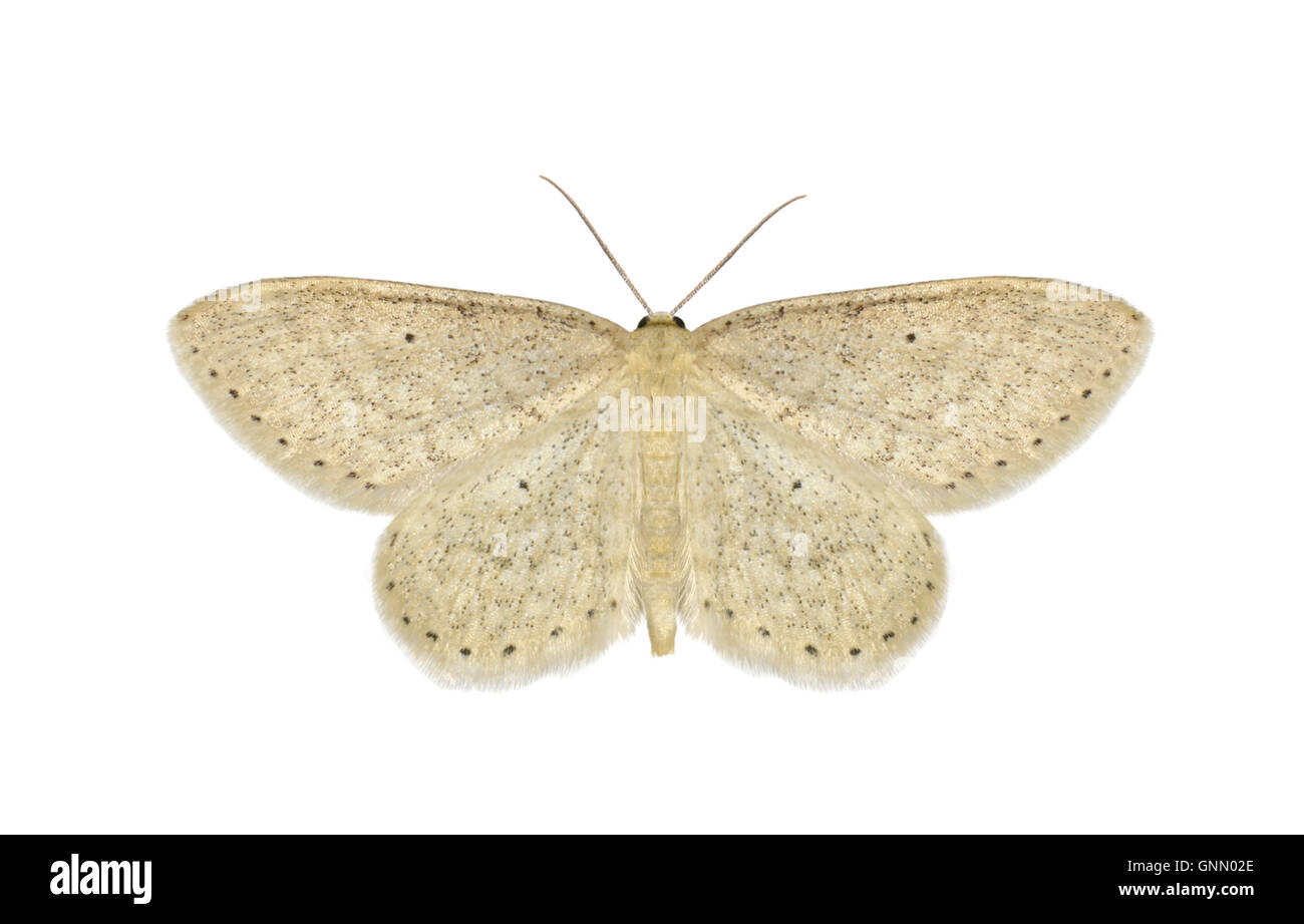 Dotted border wave moth Cut Out Stock Images & Pictures - Alamy