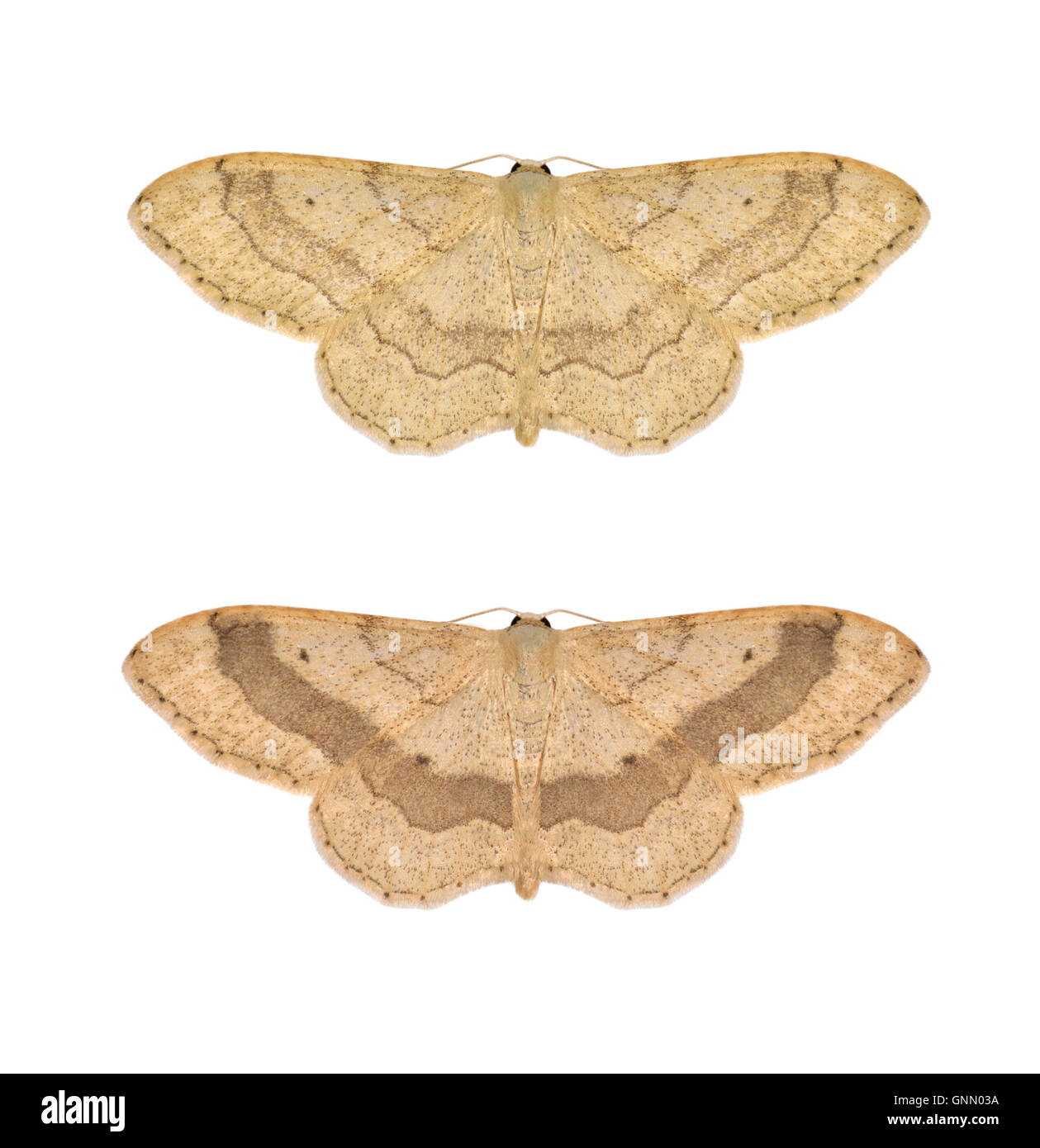 Riband wave moths hi-res stock photography and images - Alamy