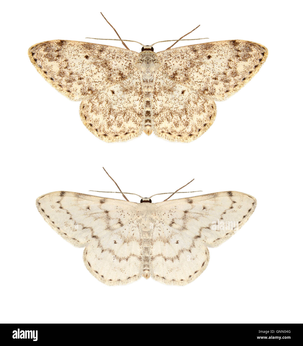 Mullein wave hi-res stock photography and images - Alamy