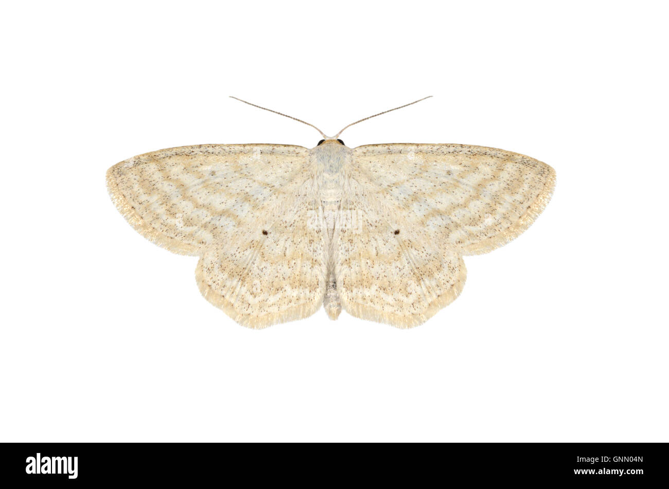 Cream wave hi-res stock photography and images - Alamy