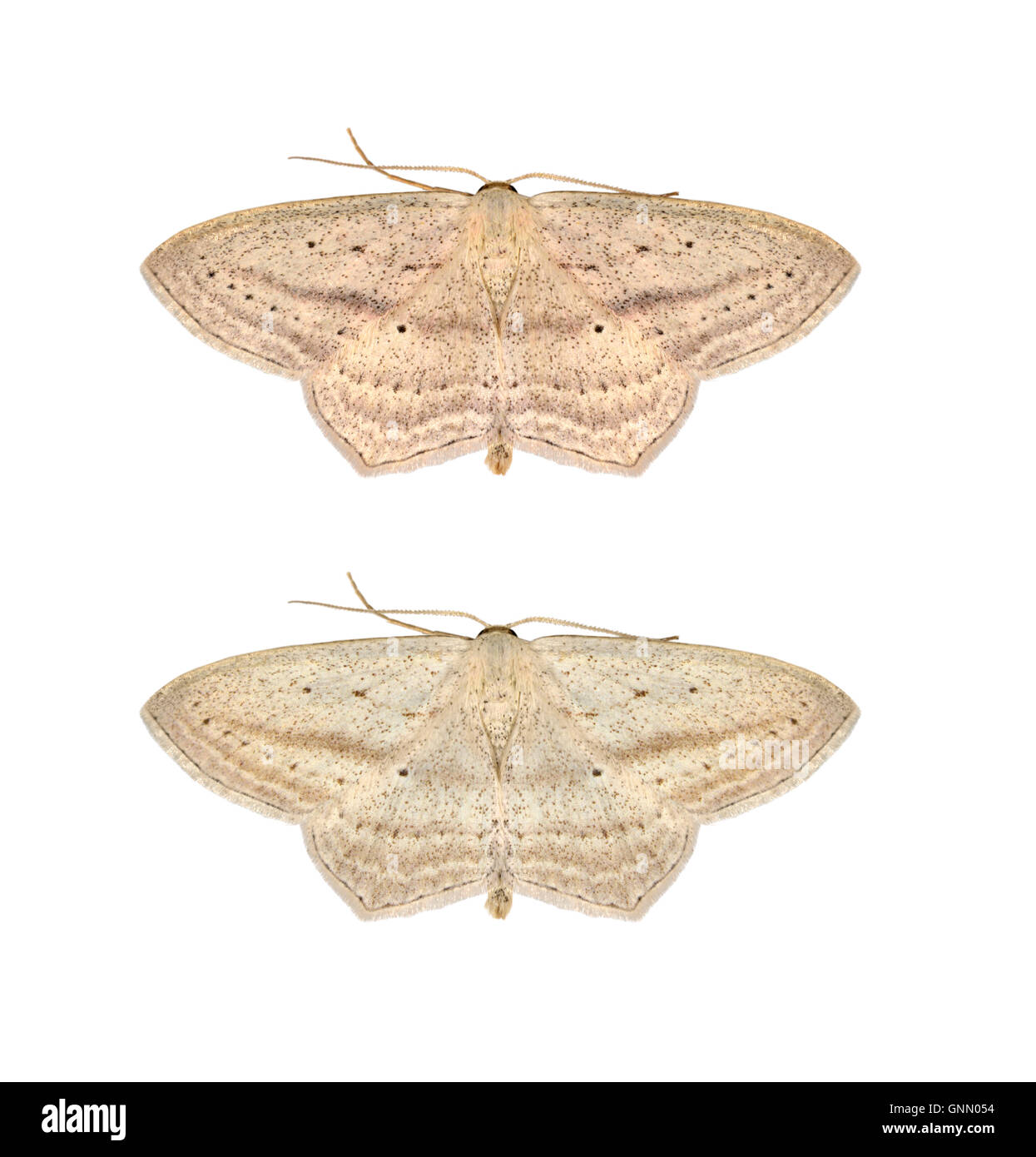 Rosy wave hi-res stock photography and images - Alamy