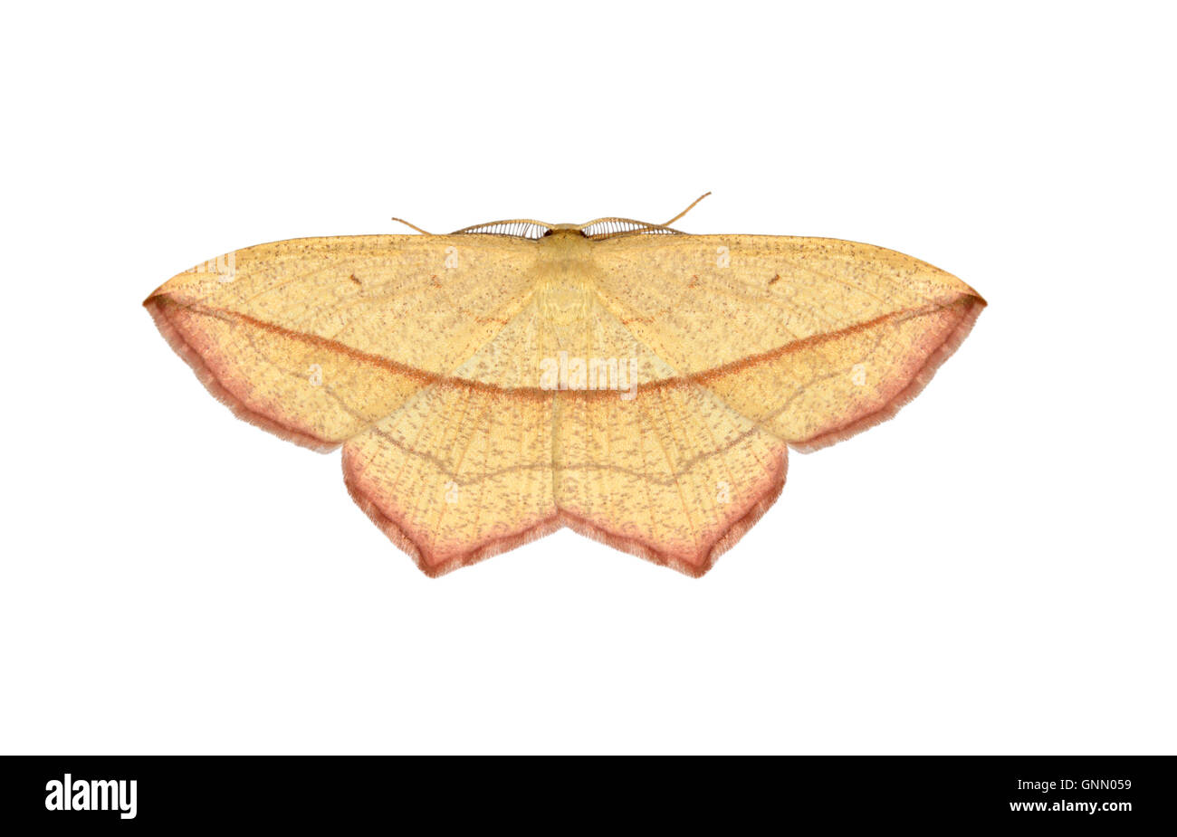Blood vein moth hi-res stock photography and images - Alamy