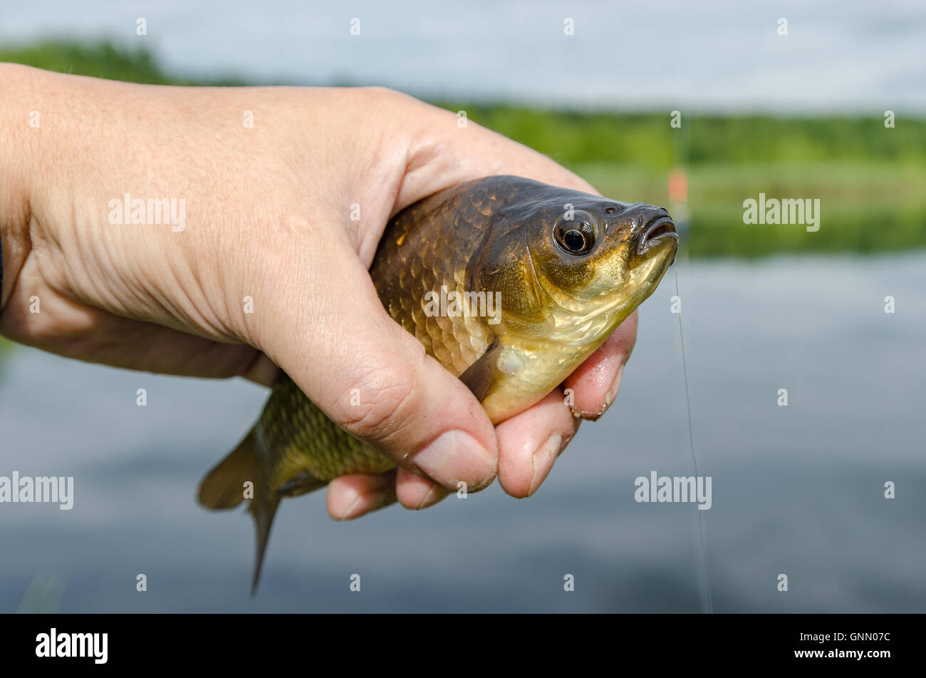 Karas in the hands Stock Photo - Alamy