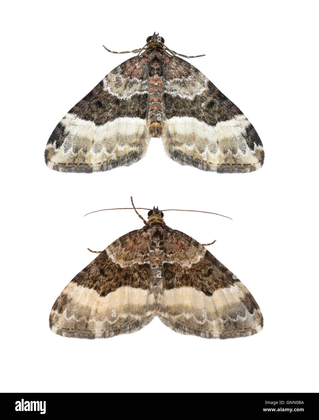 Sharp angled carpet moth hi-res stock photography and images - Alamy