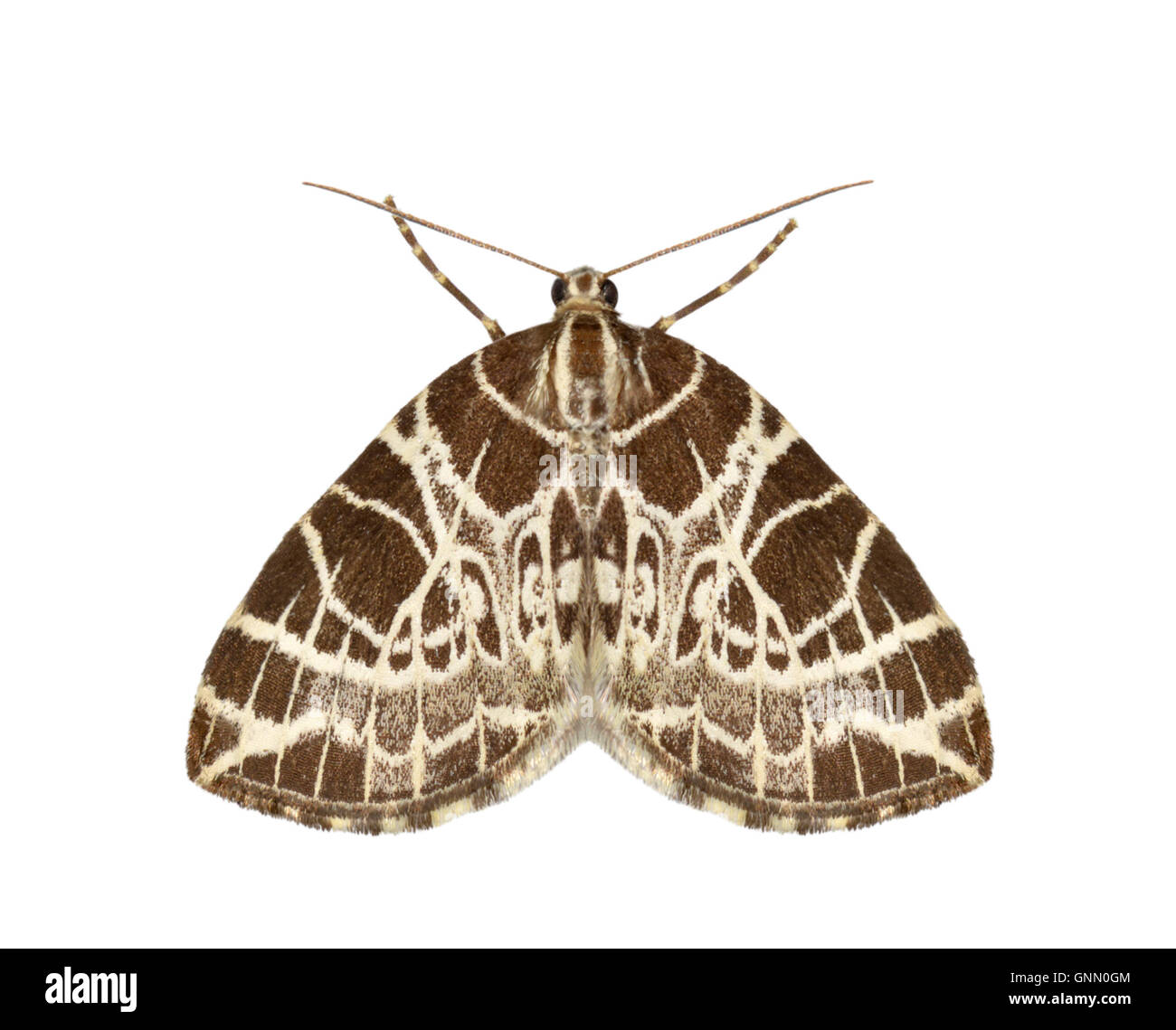 Carpet Moths High Resolution Stock Photography and Images - Alamy