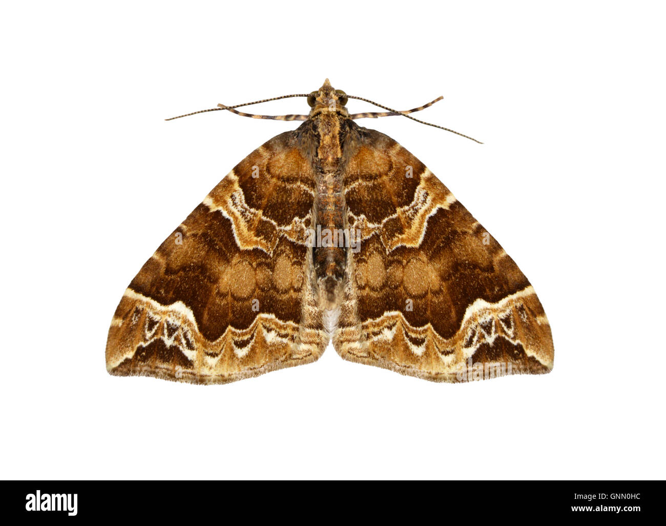 Phoenix Moth High Resolution Stock Photography and Images - Alamy