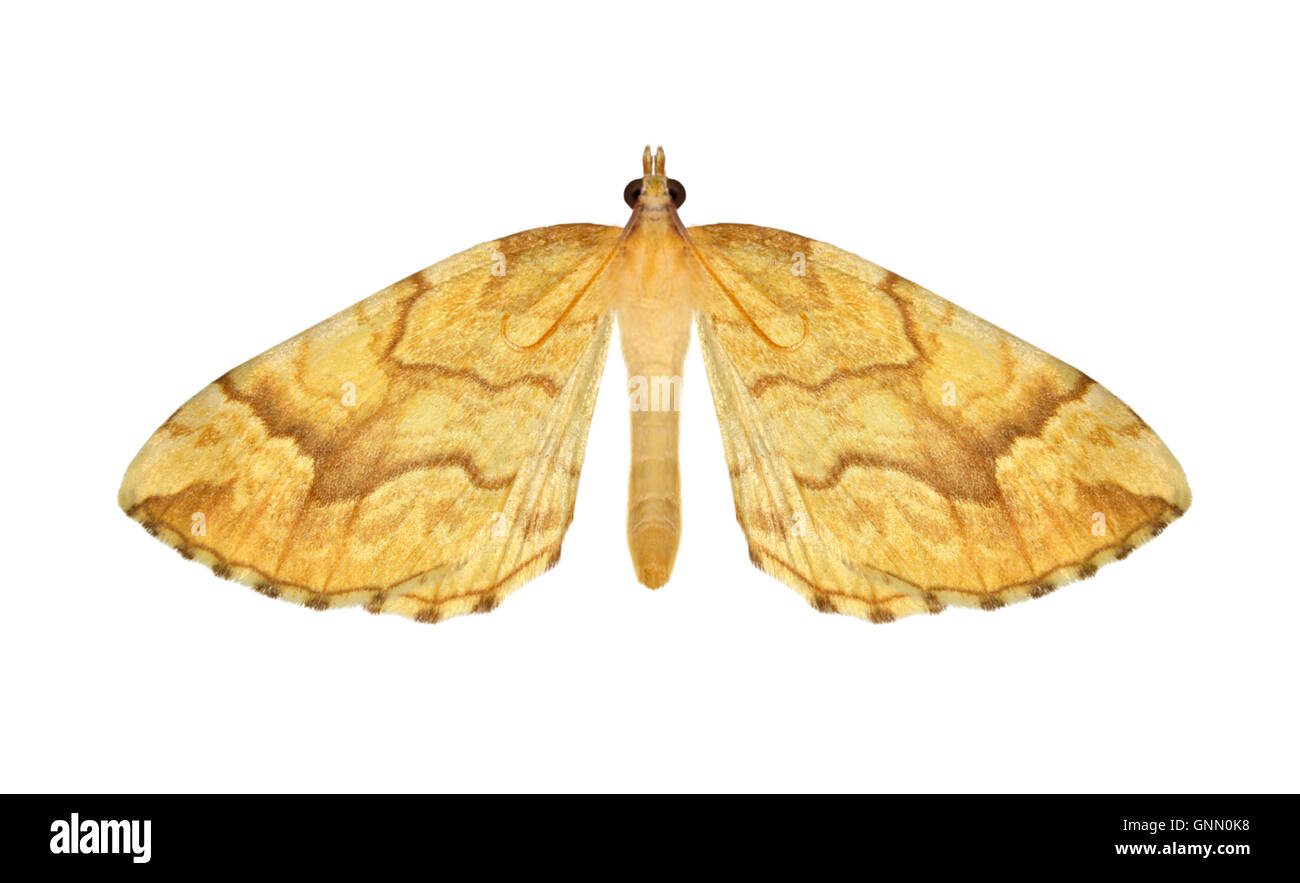 Spinach moths hi-res stock photography and images - Alamy