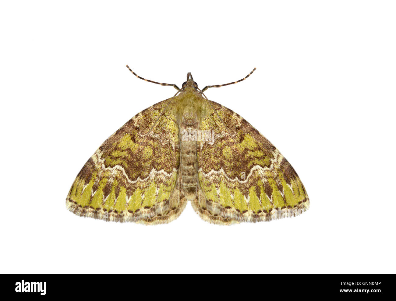 Carpet moths hi-res stock photography and images - Alamy