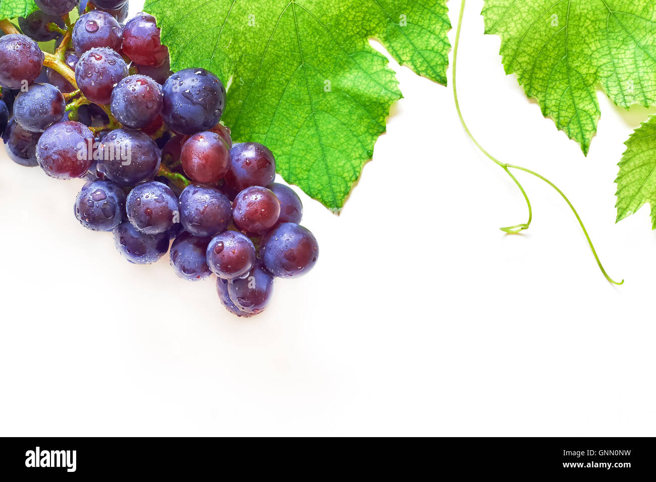 Grapes with grapevine arranged as a top frame around white background ...