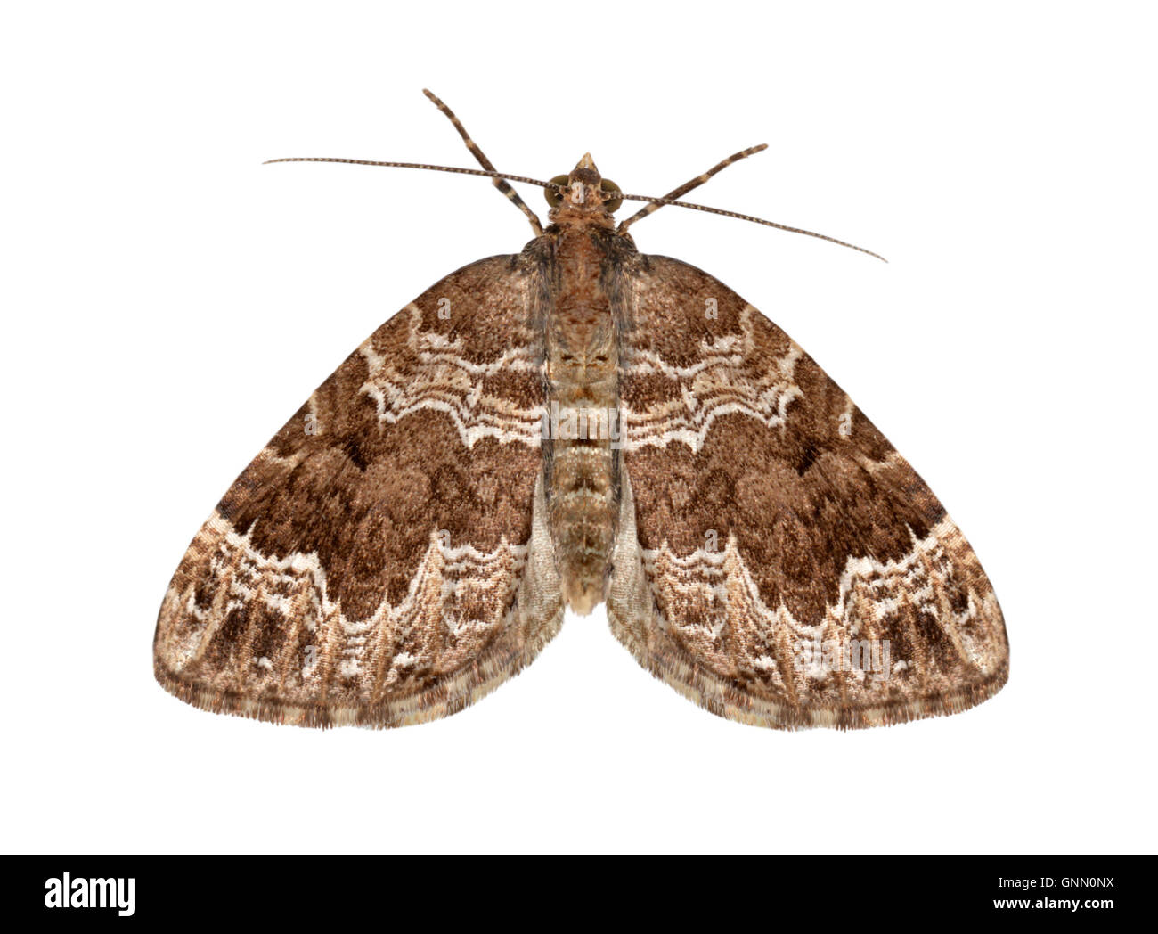 Devon insects Cut Out Stock Images & Pictures - Alamy