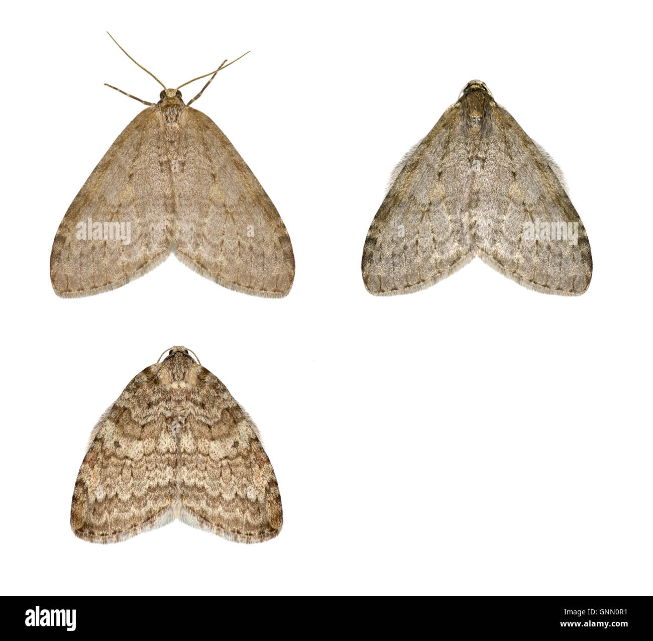 Moths moth hi-res stock photography and images - Alamy