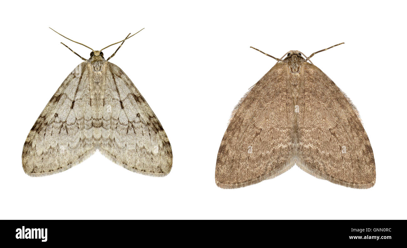 November moth hi-res stock photography and images - Alamy