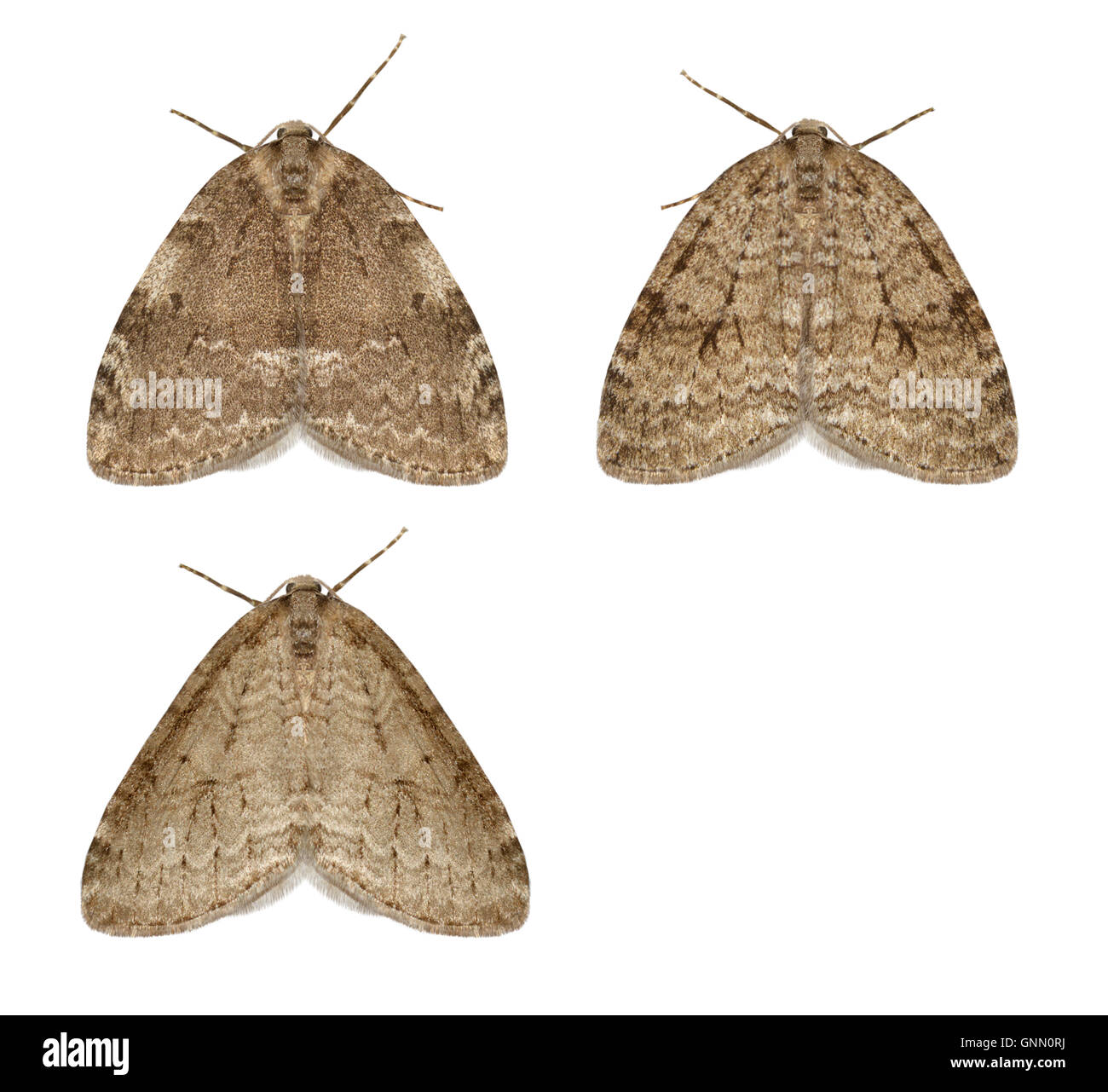 British moth Cut Out Stock Images & Pictures - Alamy