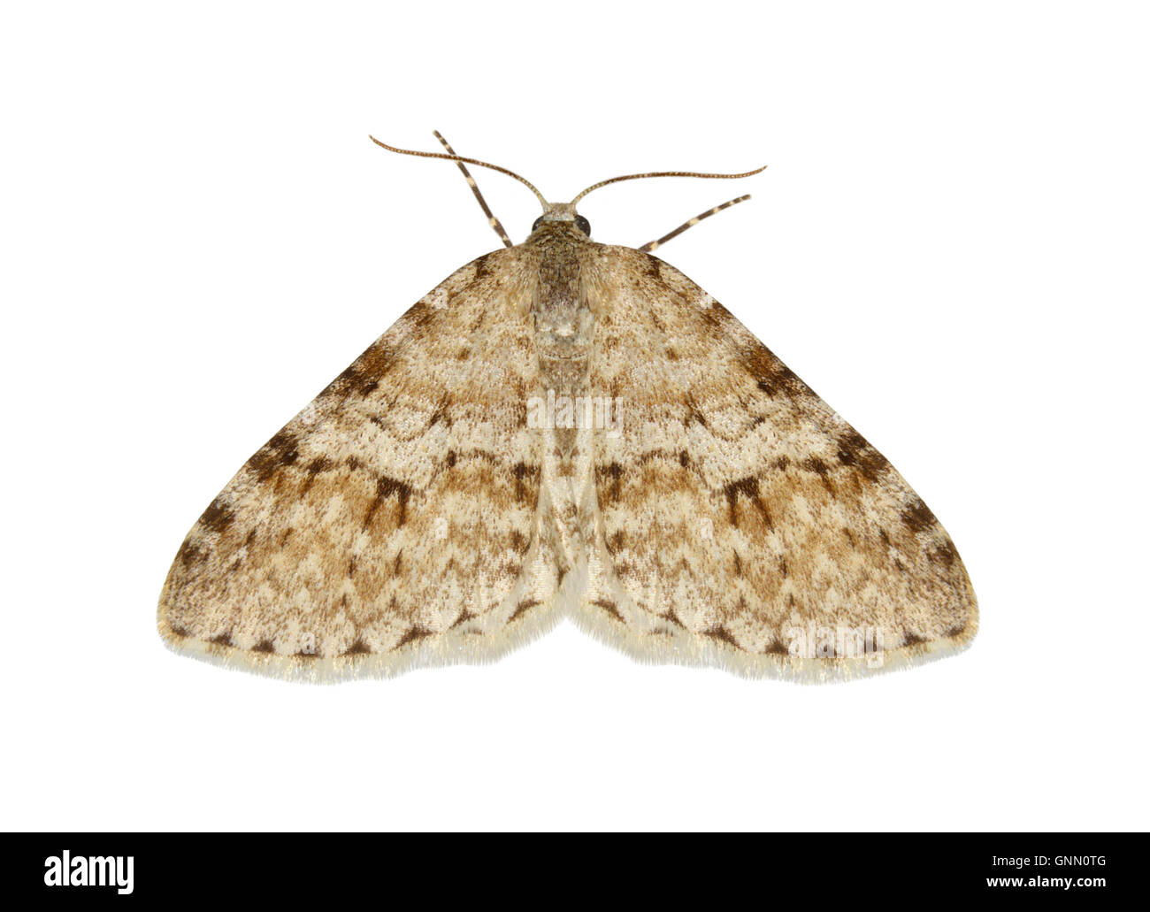 Welsh insects Cut Out Stock Images & Pictures - Alamy