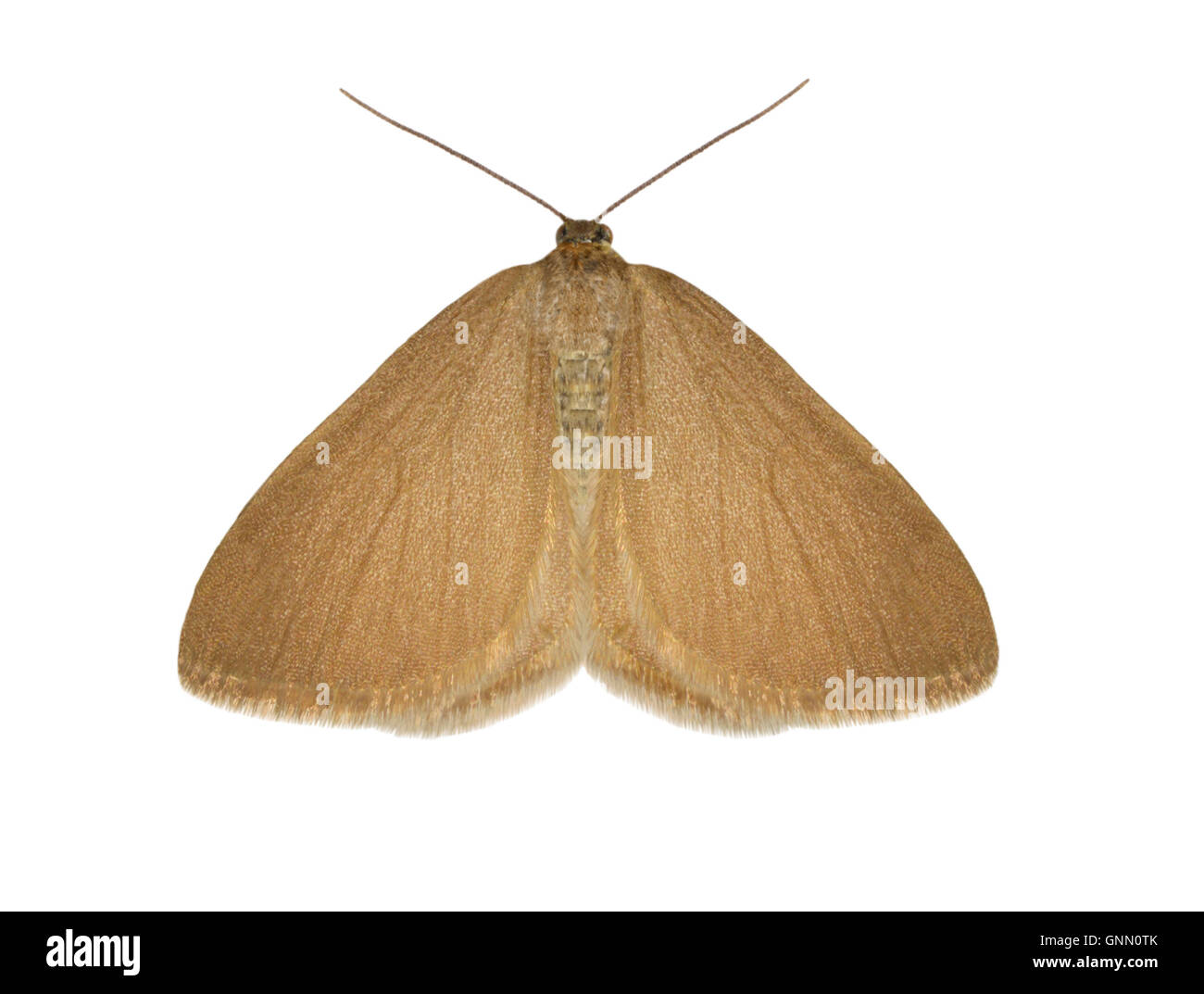 Minoa hi-res stock photography and images - Alamy