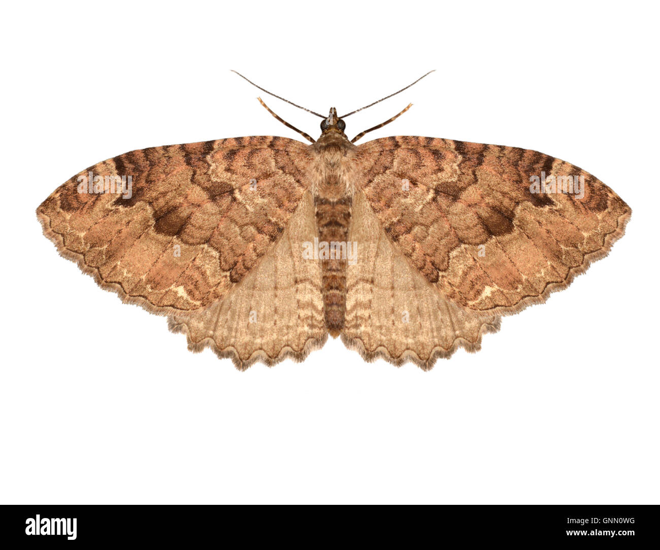 70.123 (1790) Tissue - Triphosa dubitata Stock Photo - Alamy