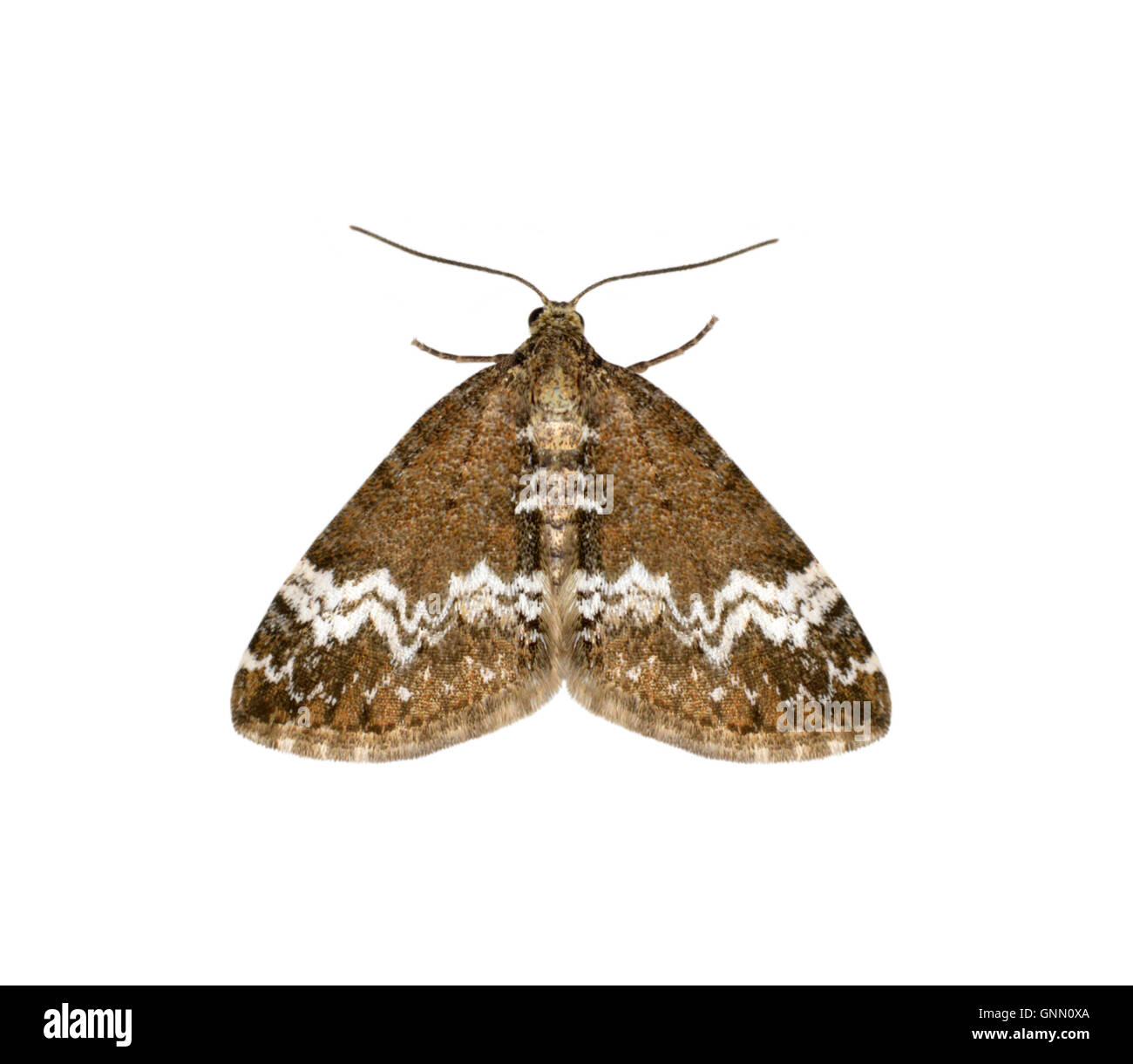 Perizoma alchemillata hi-res stock photography and images - Alamy