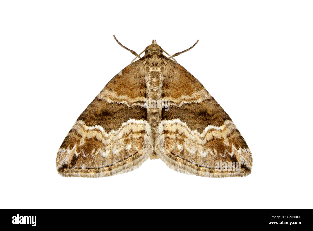 Rivulet Cut Out Stock Images & Pictures - Alamy