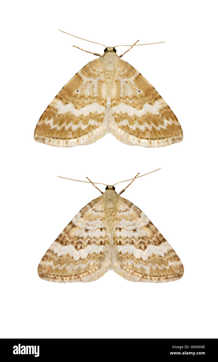 Moths grass Cut Out Stock Images & Pictures - Alamy