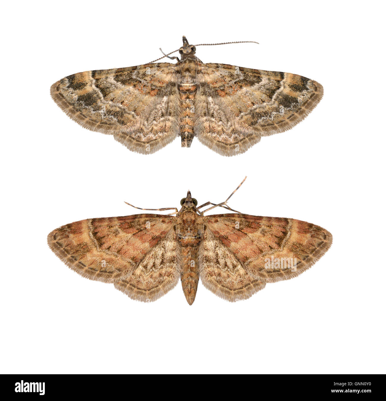 Double striped moths hi-res stock photography and images - Alamy