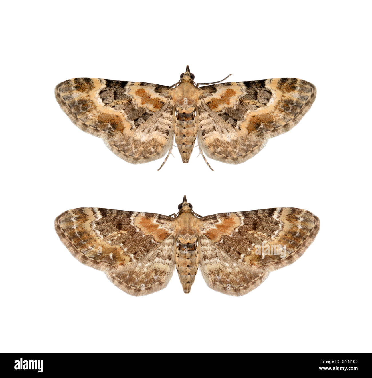 Foxglove pug moths hi-res stock photography and images - Alamy