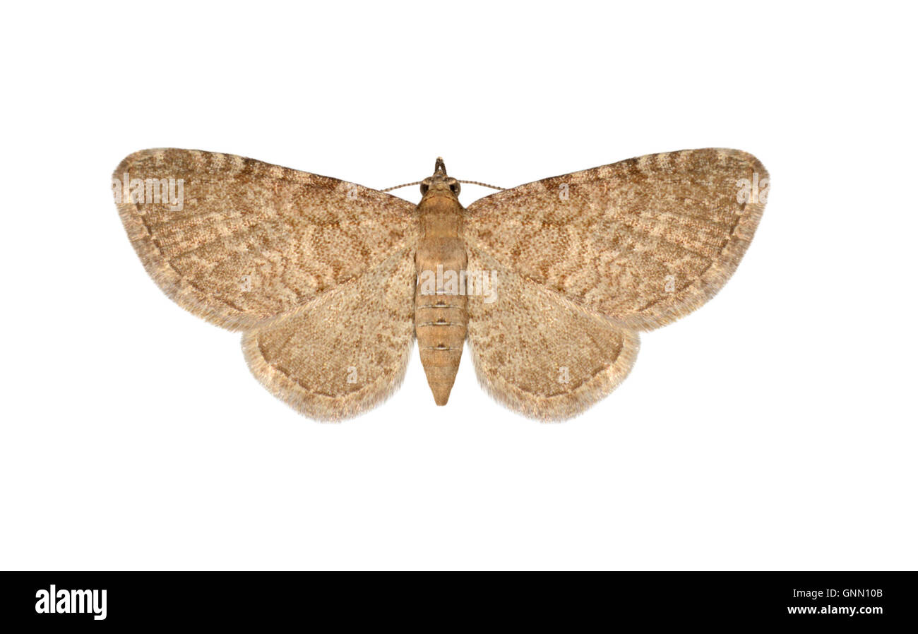 Coloured moths hi-res stock photography and images - Alamy