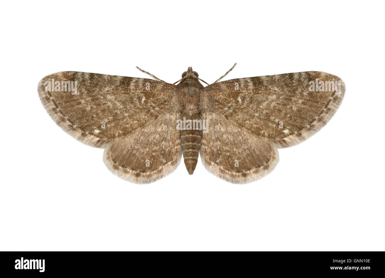 1822 insects hi-res stock photography and images - Alamy