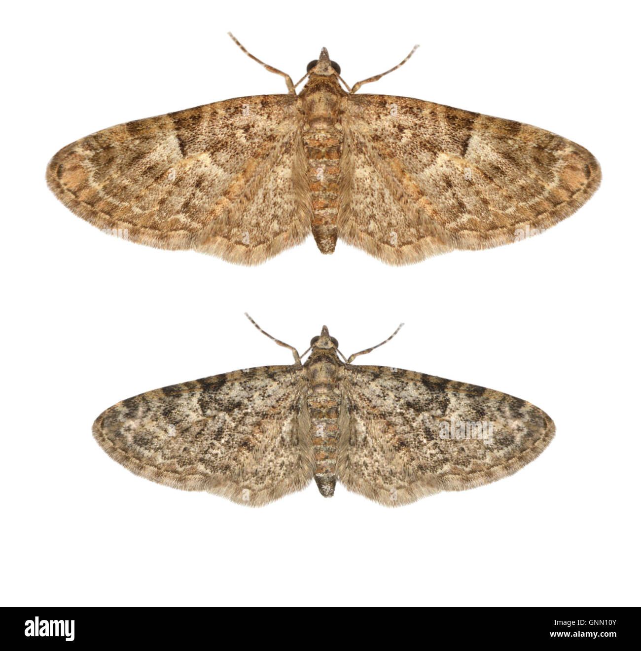 Oak tree pug hi-res stock photography and images - Alamy