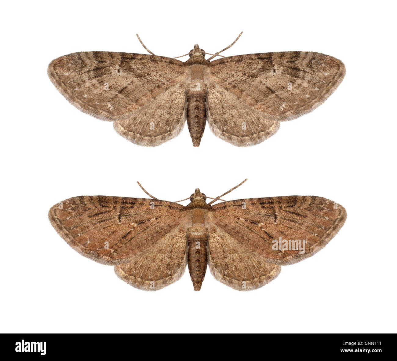 Eupithecia pusillata hi-res stock photography and images - Alamy