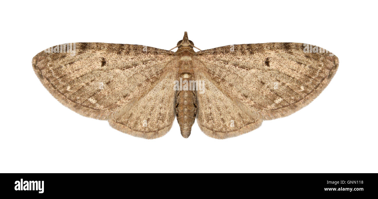 70.161 (1851) Golden-rod Pug - Eupithecia virgaureata Stock Photo - Alamy