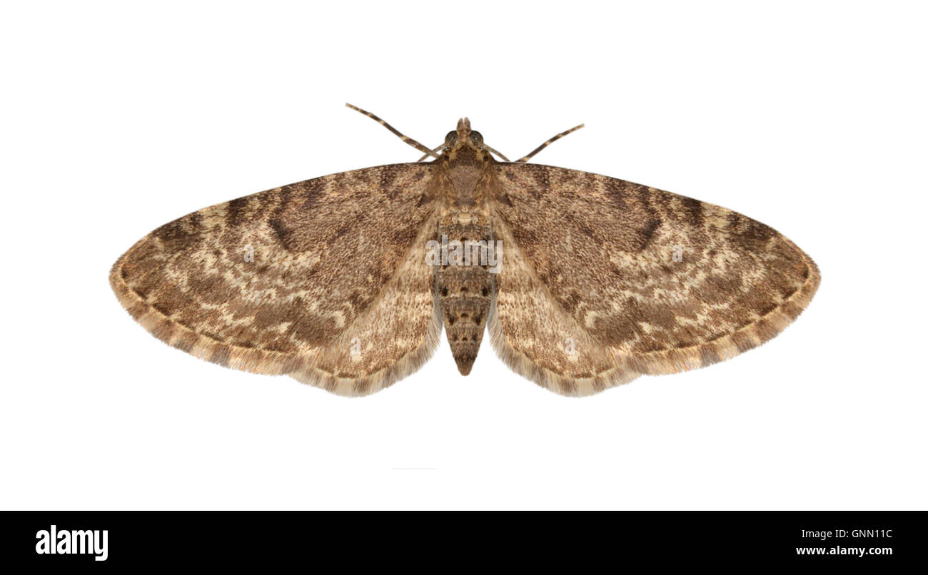 70.162 (1857) Dwarf Pug - Eupithecia tantillaria Stock Photo - Alamy