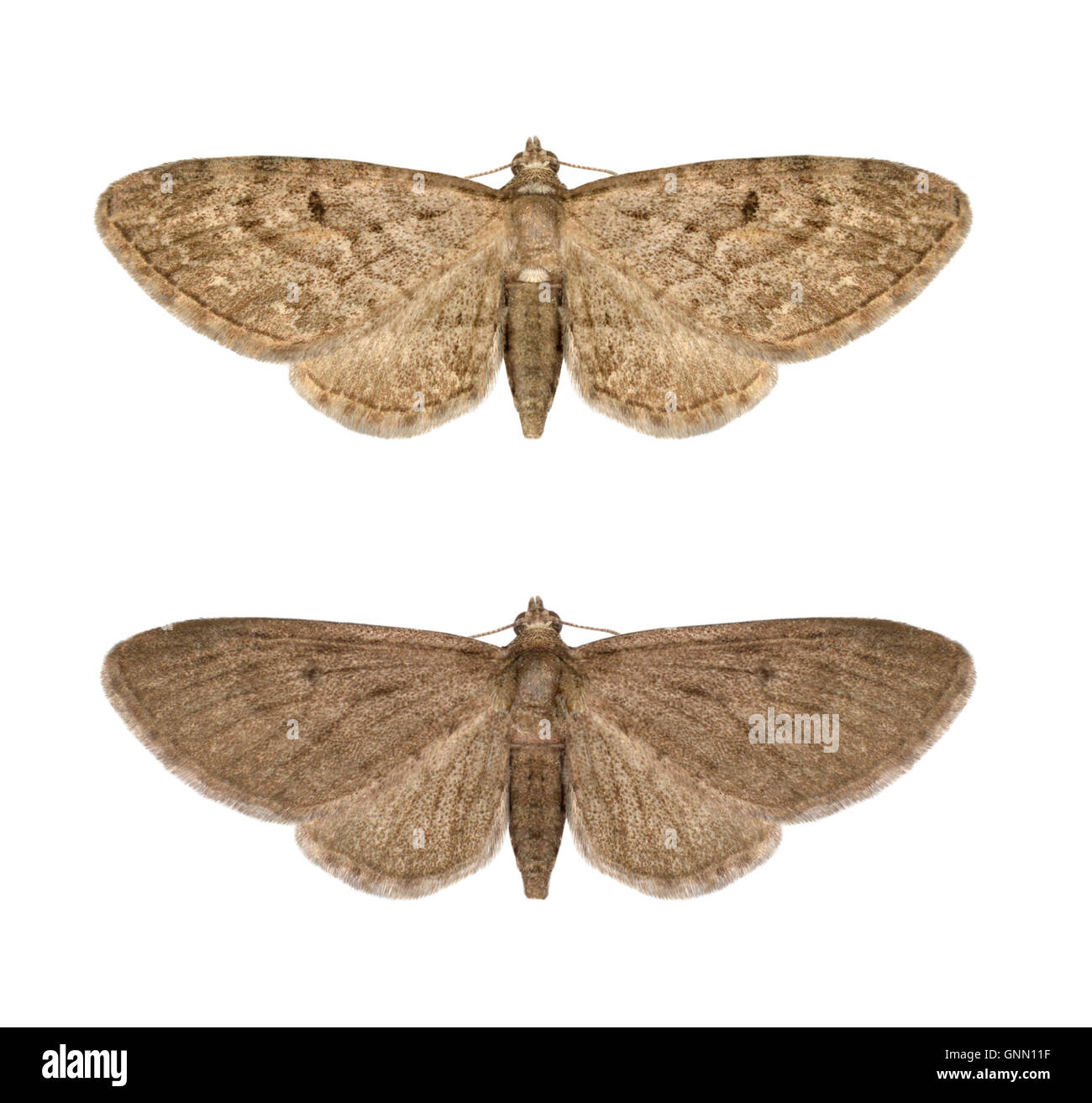 70.163 (1856) Larch Pug - Eupithecia lariciata Stock Photo - Alamy