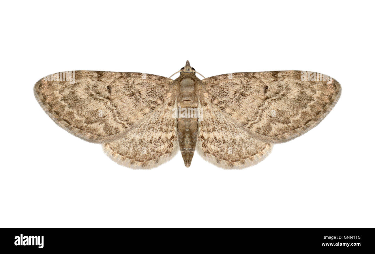 70.164 (1824) Pauper Pug - Eupithecia egenaria Stock Photo - Alamy
