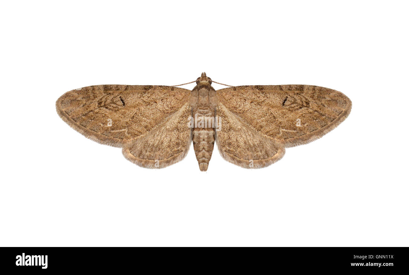 Innotata Cut Out Stock Images & Pictures - Alamy