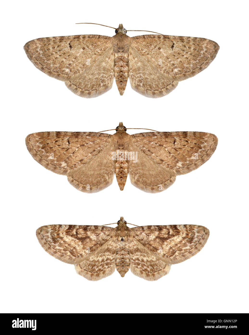 Satyr wing Cut Out Stock Images & Pictures - Alamy