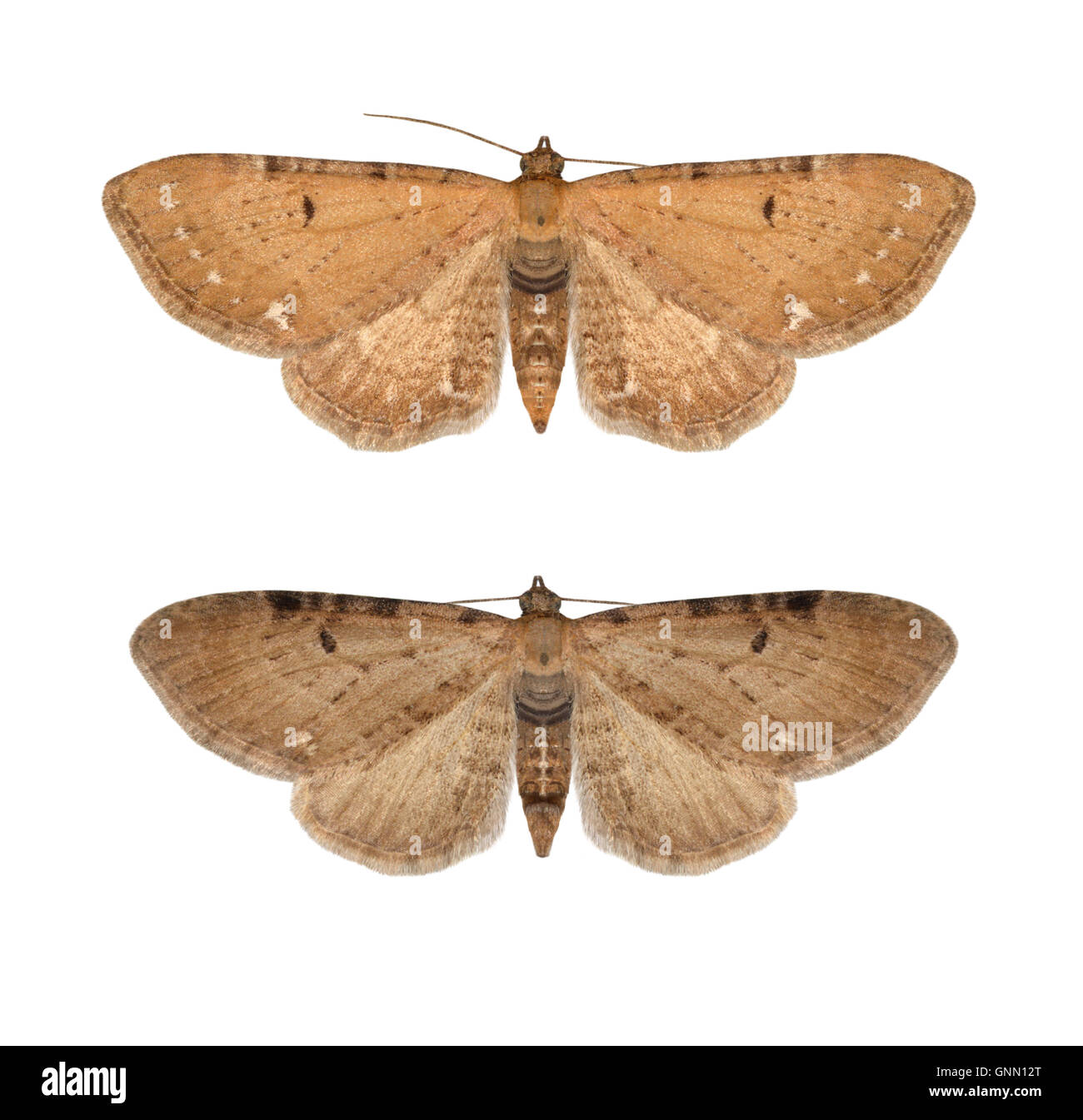70.179 (1830) Wormwood Pug - Eupithecia absinthiata bottom= ssp ...